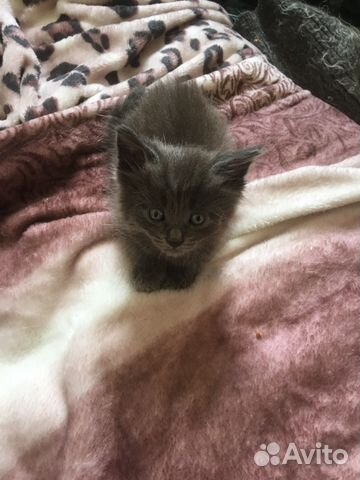 Котята британец+русская голубая