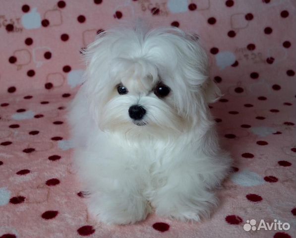 Мальтезе. Роскошные Мальтийские болонки. РКФ