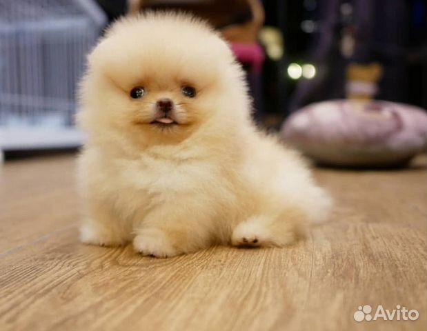 Микро и Мини Мимишки*Доставка