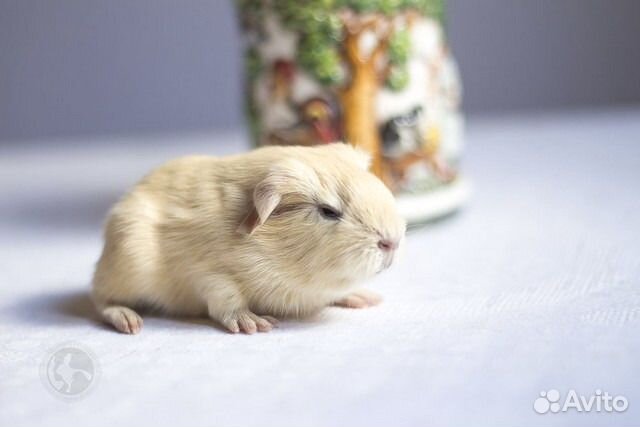 Морские свинки из питомника