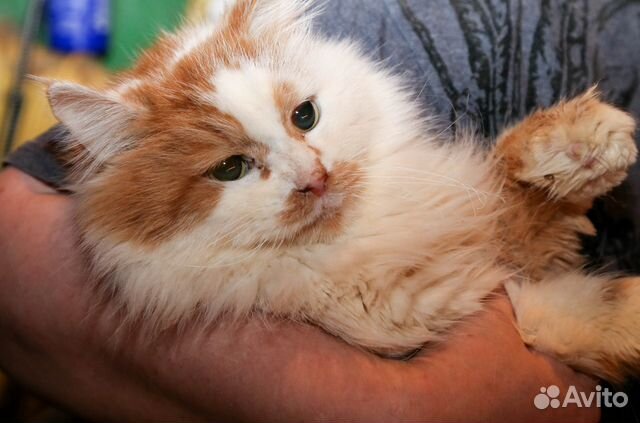 Ищем дом котику