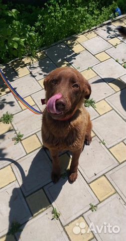 Шоколадное чудо