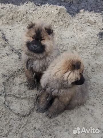 Хорошие охранники и верные друзья