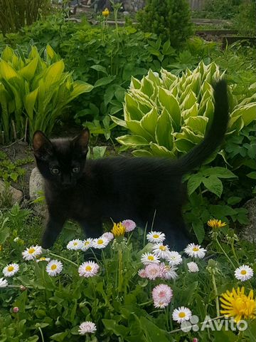 Бенгальская девочка меланистик