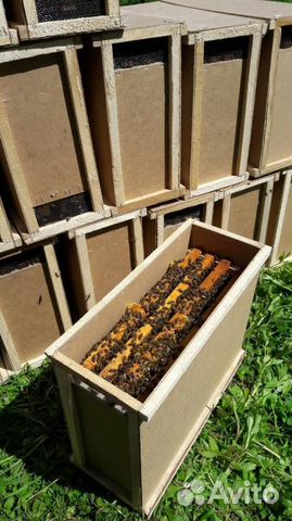 Пчёлы. Пчелопакет - сибирскся пчела