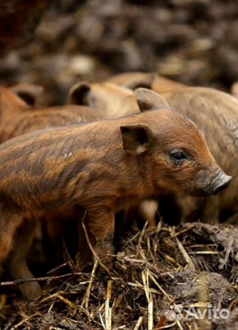 Мангалица поросята