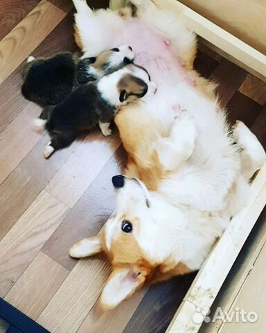 Самая маленькая в мире овчарка (корги пемброк)