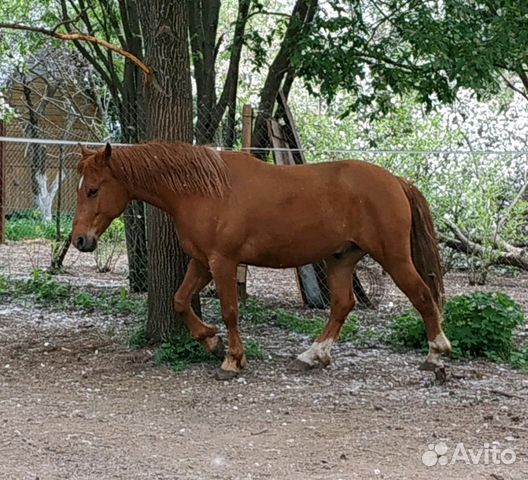 Владимирский жеребец и мерин