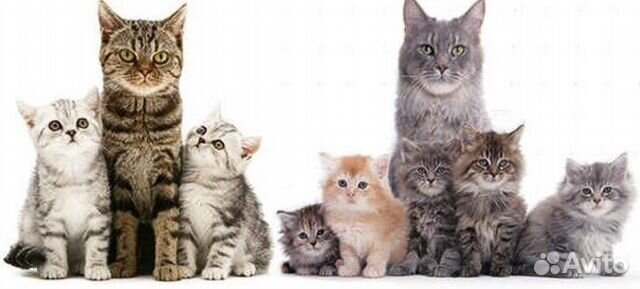 Котята, подростки, взрослые коты и кошки