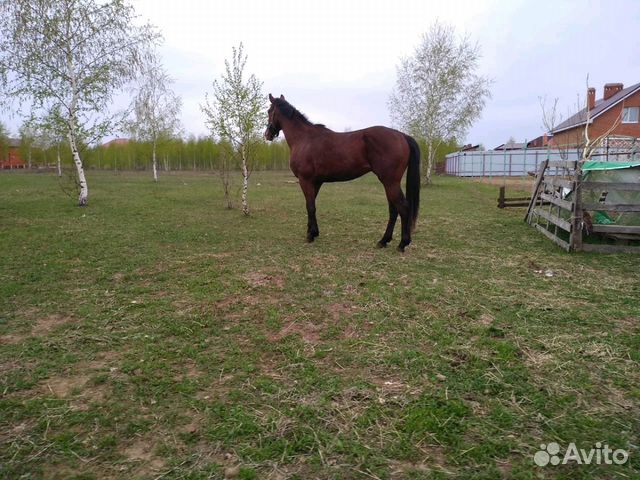 Лошади трех пород