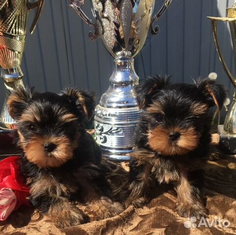 Милые Мини Йорочки)