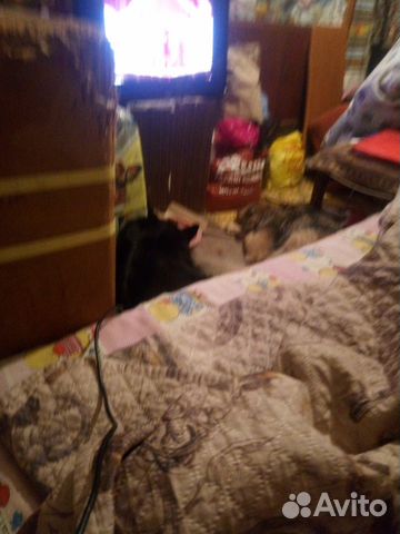 Котята в хорошие руки. екш, игривые, веселые, поло