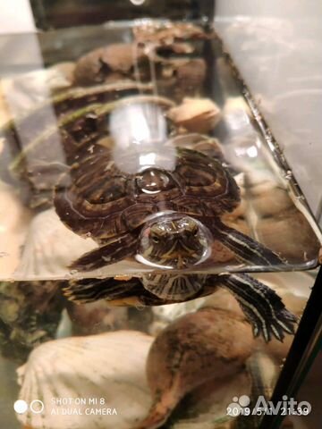 Черепаха с аквариумом