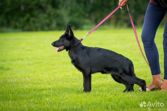 Длинношерстные Немки черного окраса