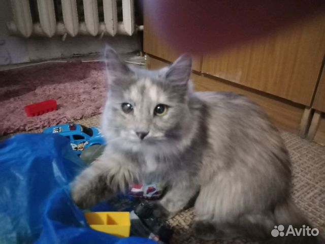 Кошка 11 мес стерилизованная