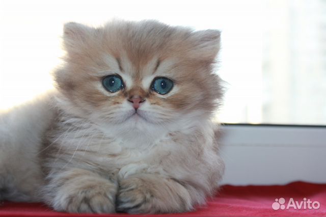 Британский котик литтер Д