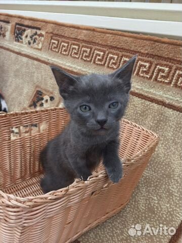 Русская голубая мальчик 2 месяца