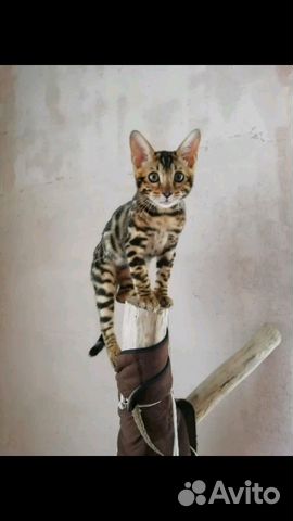 Бенгальские котята