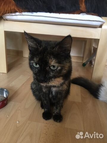 Кошка Матрешка