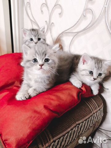 Милые котейки