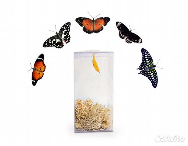 Ферма бабочек