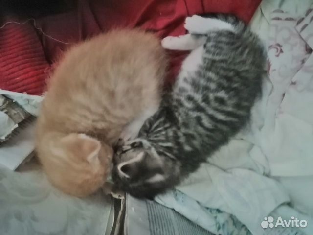Отдам милых котят