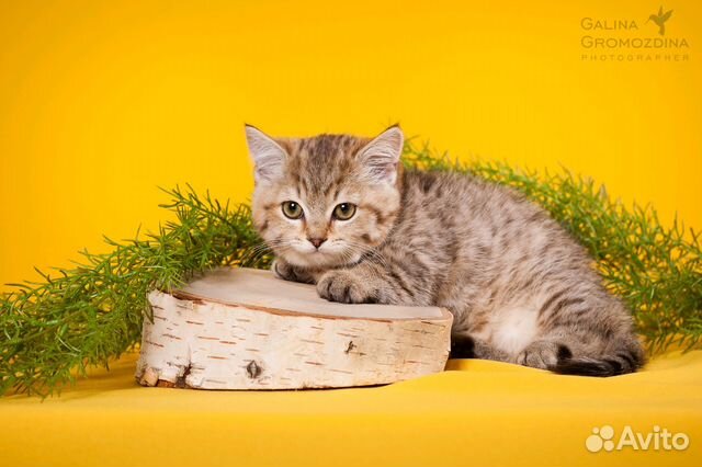 Коротколапики