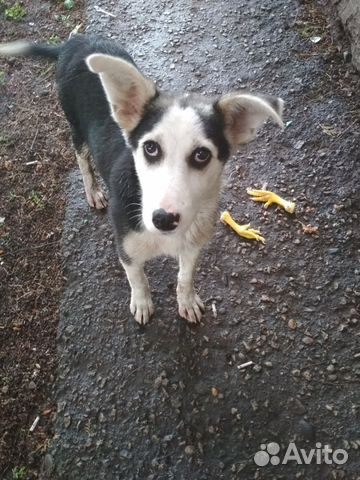 Ищет дом щенок некрупной собаки Каспер