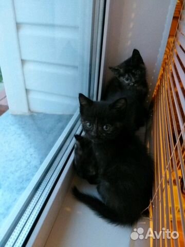 Котята ласковые очаровательные