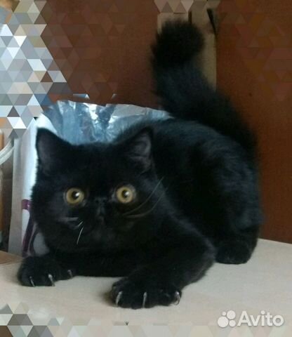 Экзотические котята,к/ш и д/ш