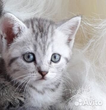 Прелестный котенок