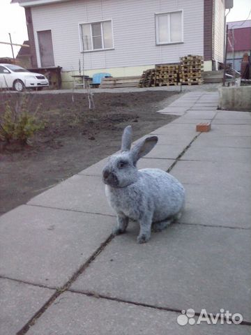 Купить кроликов