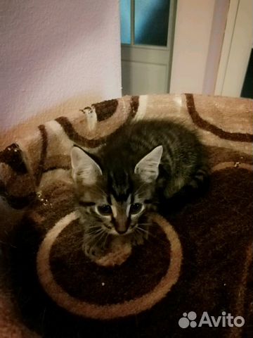 Котята