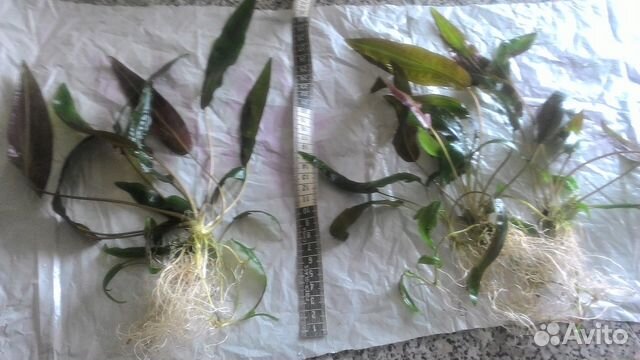 Прополка криптокорина+папоротник