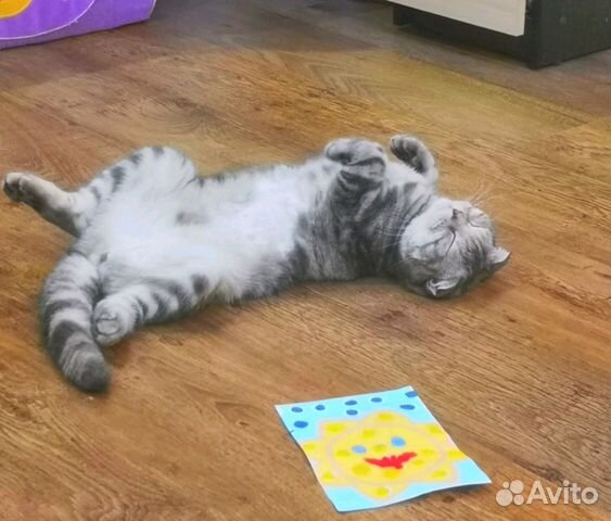 Отдам кошку британская вислоуха, 1 год