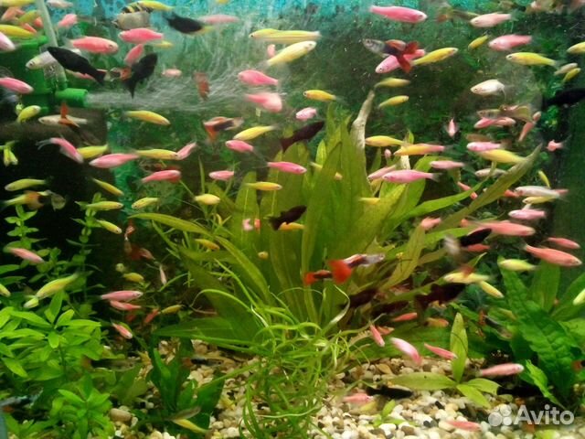 Рыбки неон,тернеции,сомики и др