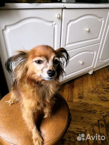 Дама ищет кавалера