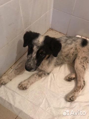 Чудная щенуля (Метис Сеттера)