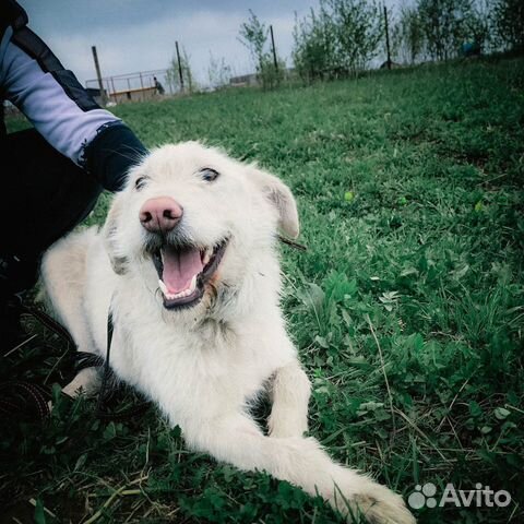Нежный метис лабрадора Зефир, в дар