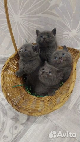 Продам плюшевых котят