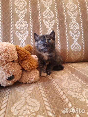 Цветные горошинки ищут дом