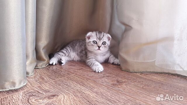 Котятки