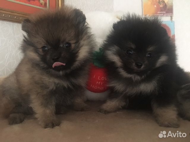 Мишки малышки