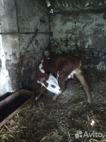 Бычки и телочка