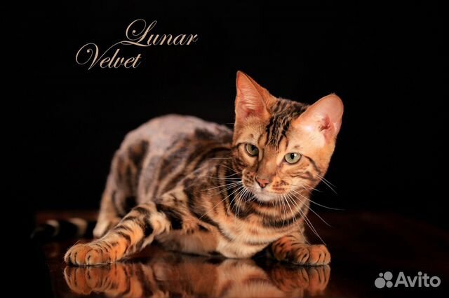 Бенгальская девочка подросток