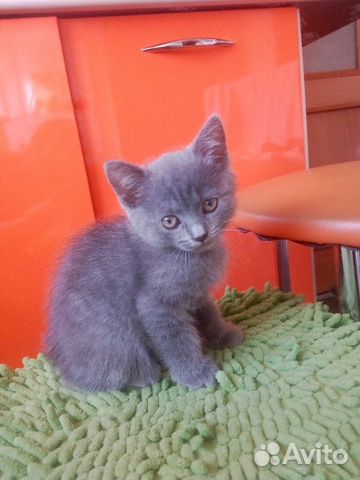 Отдам даром очаровательных котят
