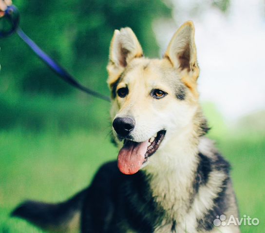 Пес Балто в добрые руки