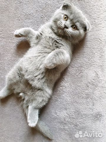 Британский котенок