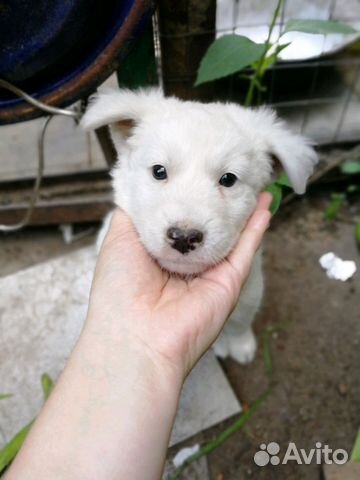 Щеночки мальчишки