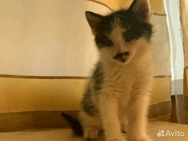Котенок